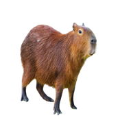 Salvando capibaras 2 - Capibara Saving 3 by lessignori