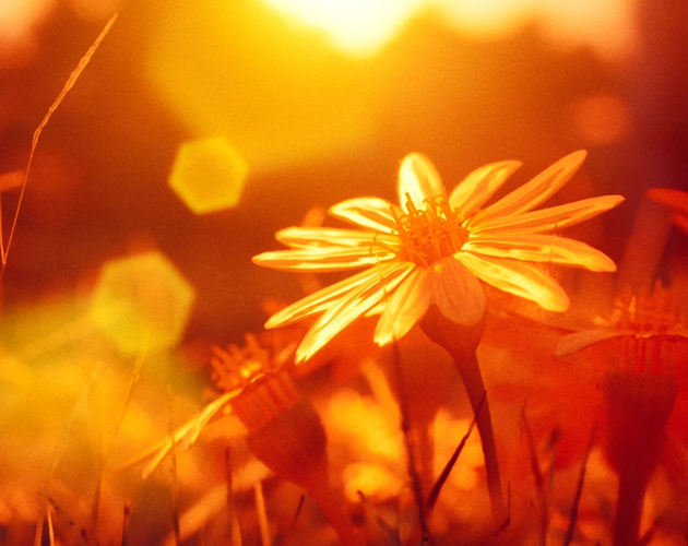 Petals by Petals Game