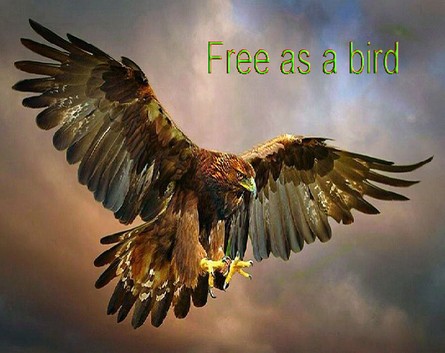 Free as a bird by Bardon