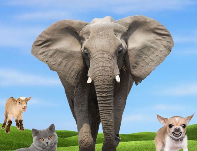 ABC Animal Sounds by Revapps