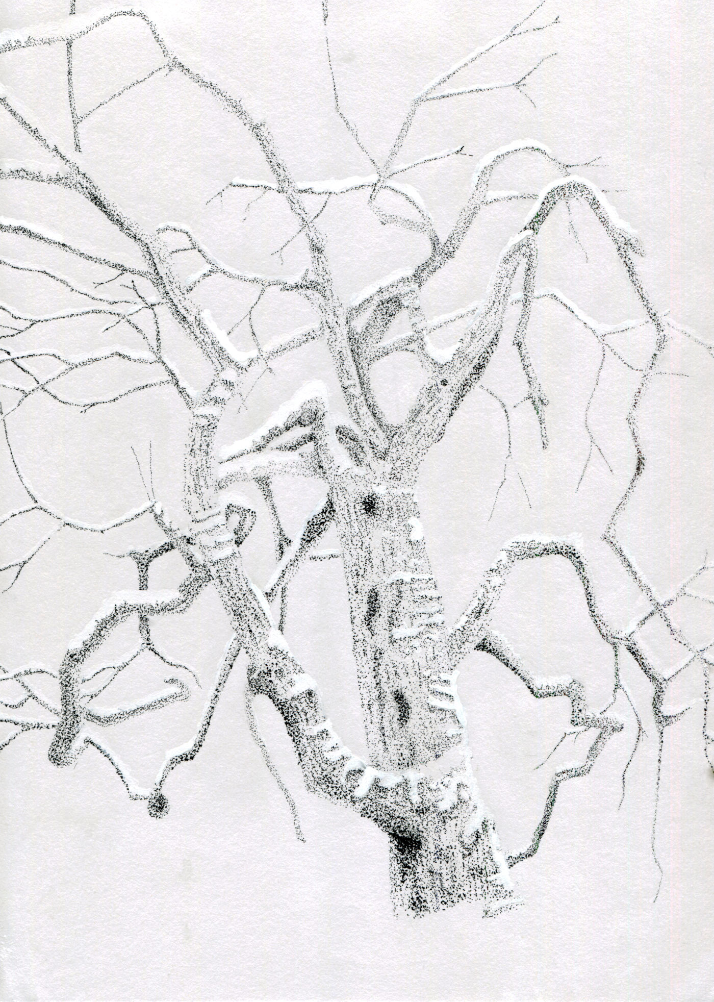 Learning to Draw Trees by Peakrill Press / Dan Sumption