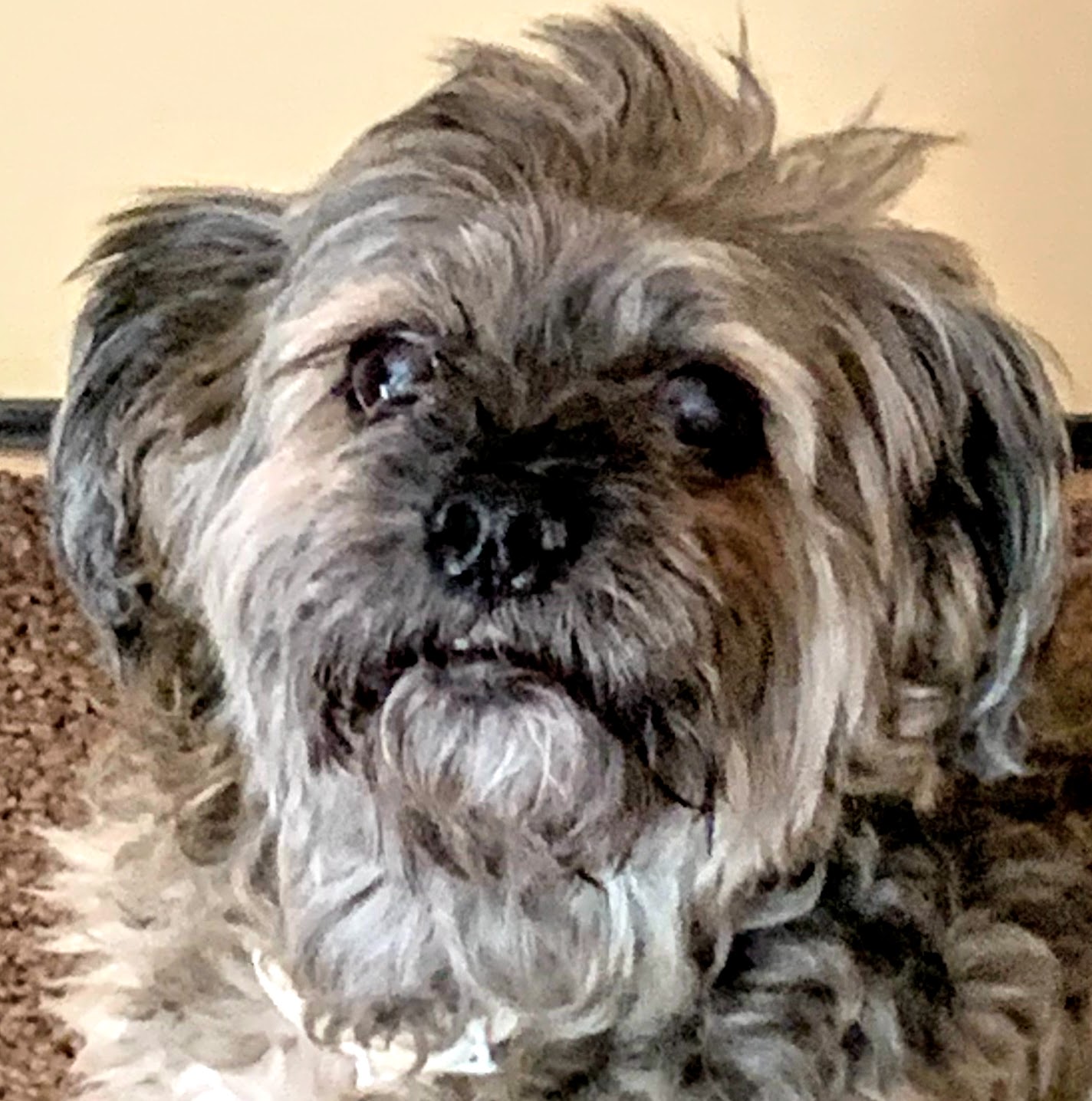 Benji's Early Bird Special by EA Hendershot