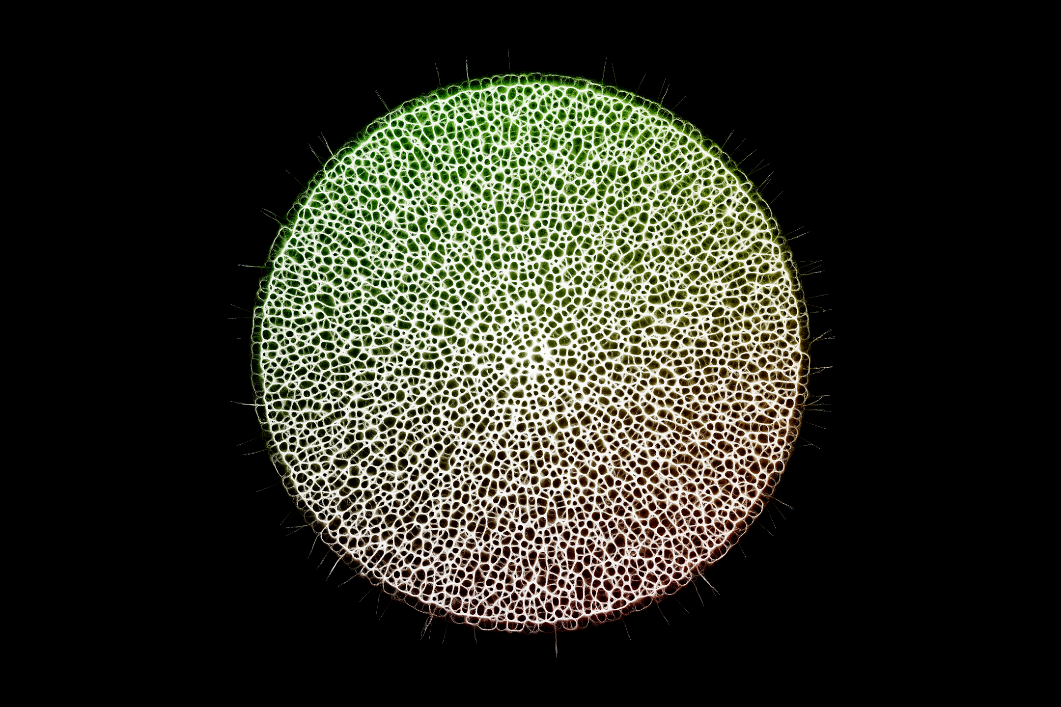 slimemold particle simulation by justAnotherAnotherUser