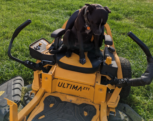 MOWolf by chukkonius for MAY WOLF: Cody's MY WOLF Furry Visual Novel ...