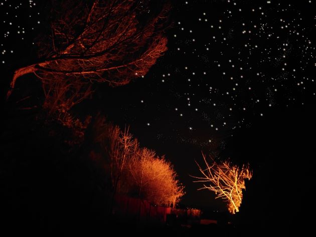 Welcome Home by ScalesandTails for MAY WOLF: Cody's MY WOLF Furry ...