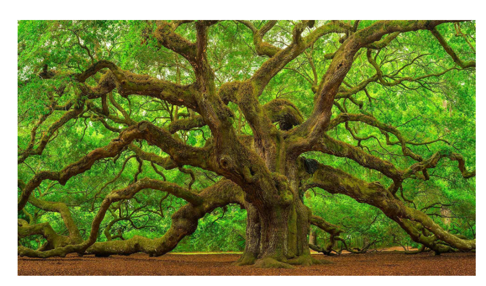 Trees Made To Look Like People - itch.io