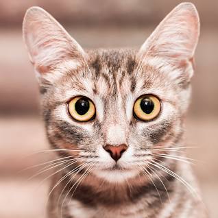 LEGO Clicker by natalnothans