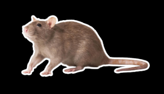 Real Rats Racing v 0.05 by R3VOLVE