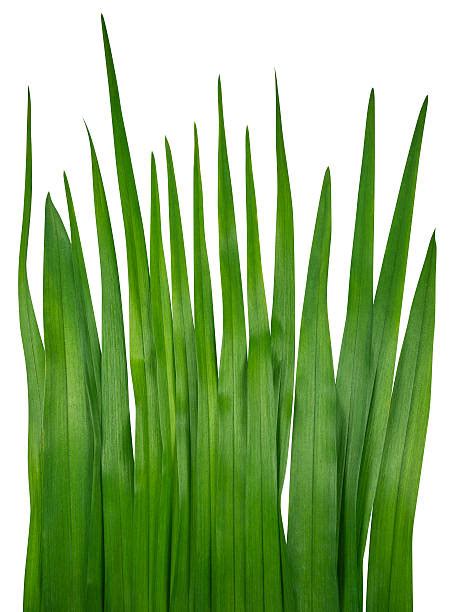 Super grass Simulator 3D by flying_hamster