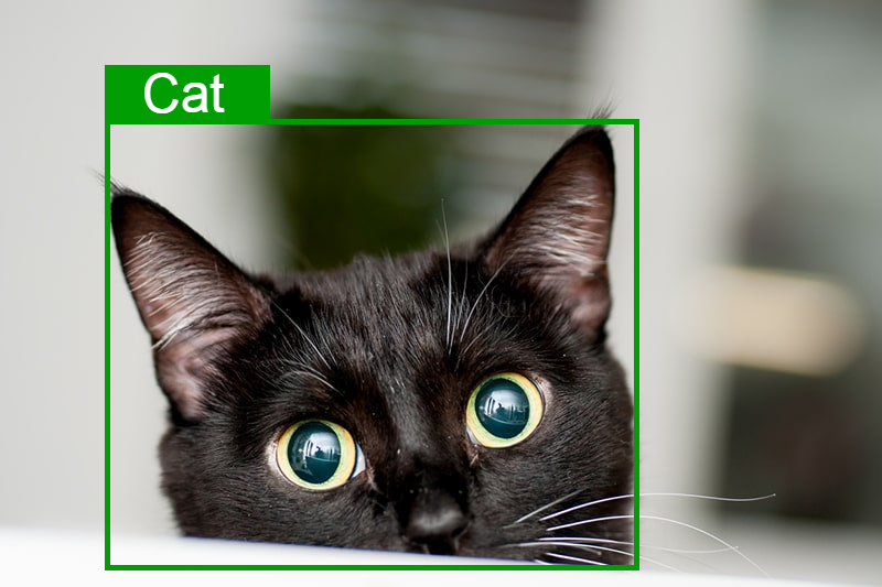 cat detector by Flyupworking