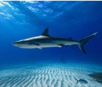 Fantasy Apes by Lethal Baboon 1