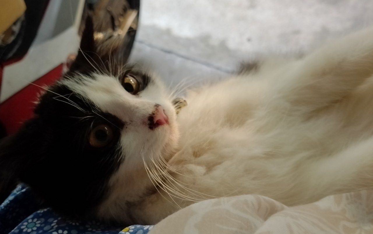 Furry Menace by Treno11 for SoloDevelopment #10 - New Year Jam - itch.io