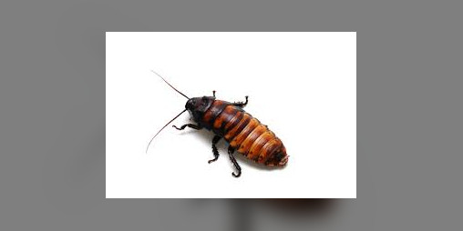 Cockroach Spinning by Sibottle