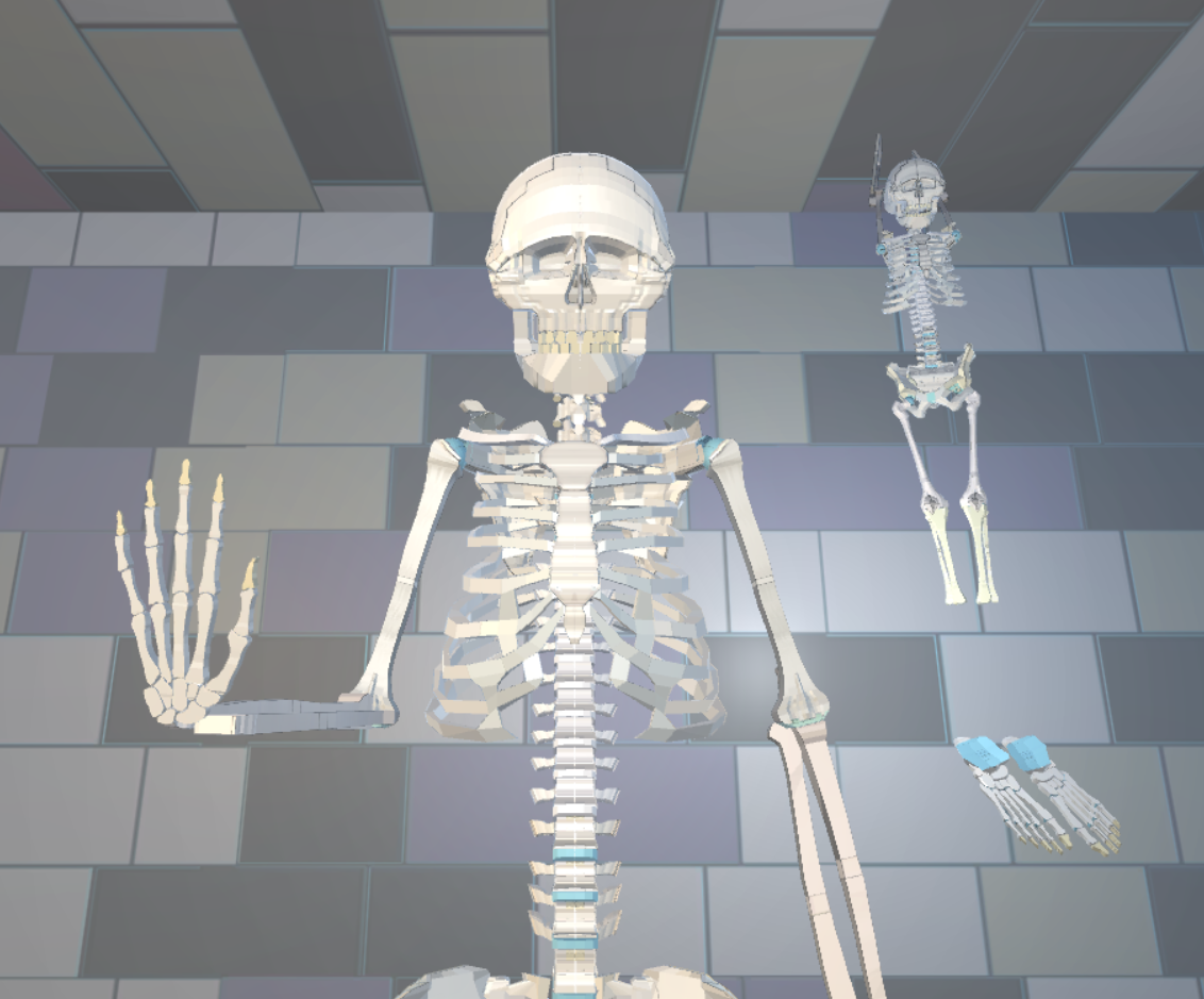 💀 Anatomy Skeleton and Bones Pack for Unity - 💀Anatomy – Medical Human ...