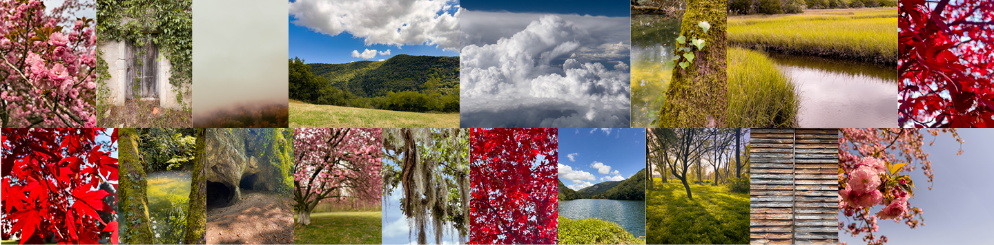 Nature Stock Photo Pack by Odds & Ents