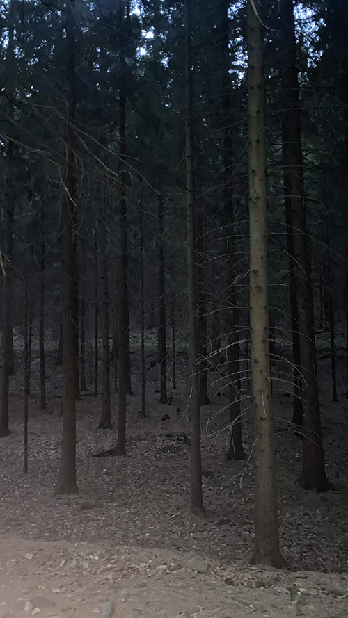 Real forest that inspired my game - itch.io