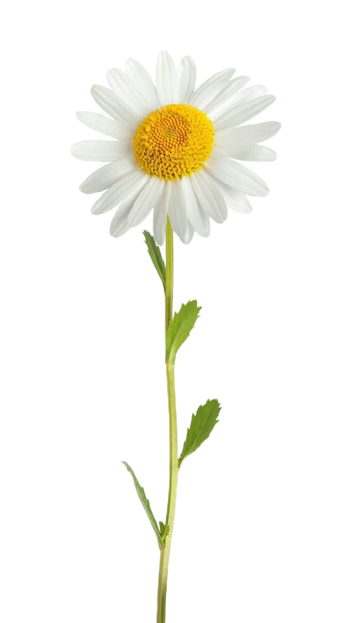 Chamomile by OBSOLETE GAMES