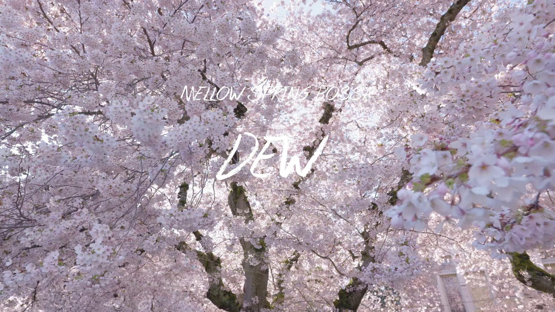 Dew Vol2 / Mellow Spring Bossa by HONEYDOG