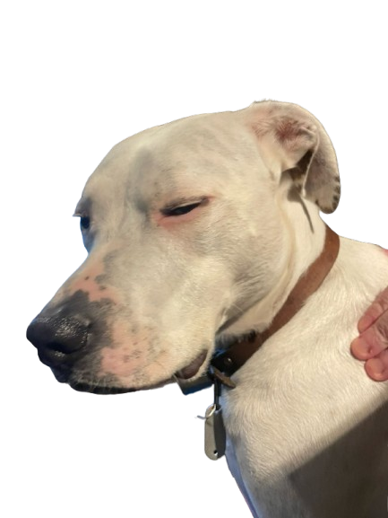 Daisy File Explorer - Daisy File Explorer by Mikey