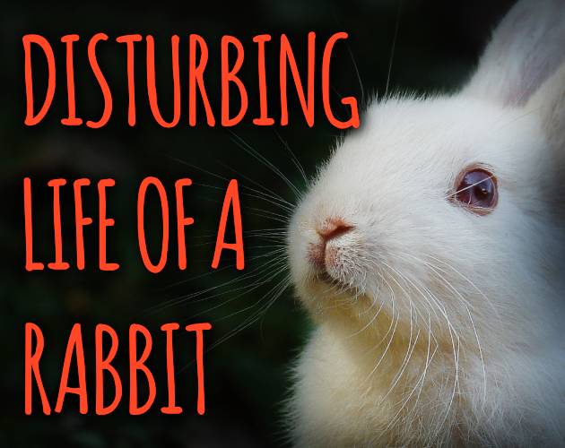 Disturbing Life of a Rabbit - Horror Game by Denny0451