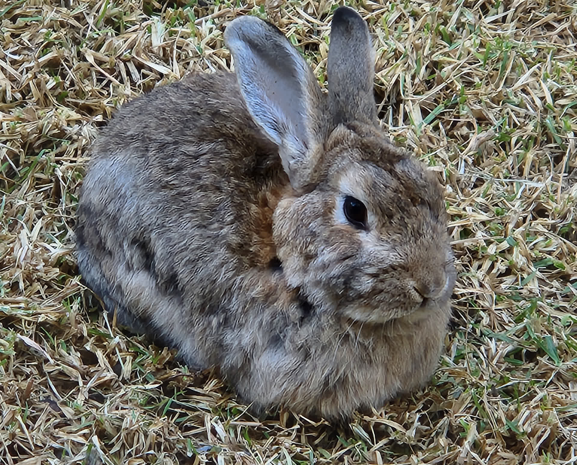 bunny clicker by cpufi