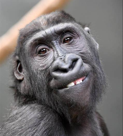 project bullet by wyatt1234carr52