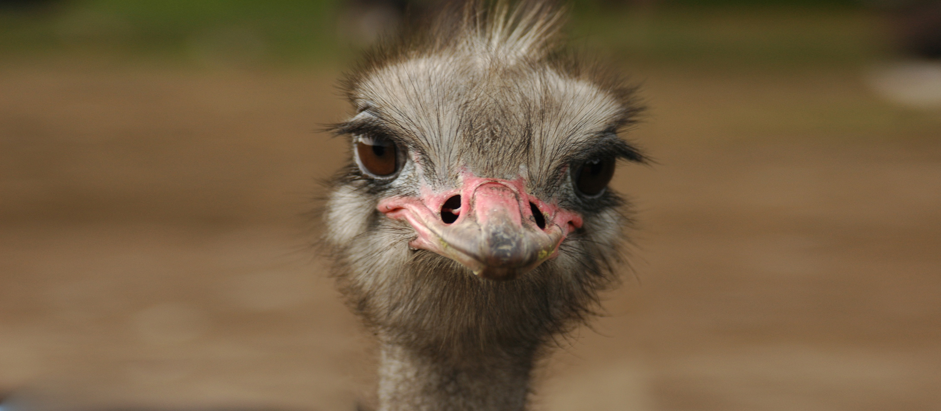 Bullet hell that never gets a good rating by potatodude31 for Bullet ...