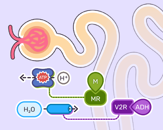 Nephron Interactive - Diuretics Study Guide by hacceuee