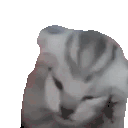 Scared Ass Cat (please read description) by Pumkinfishy