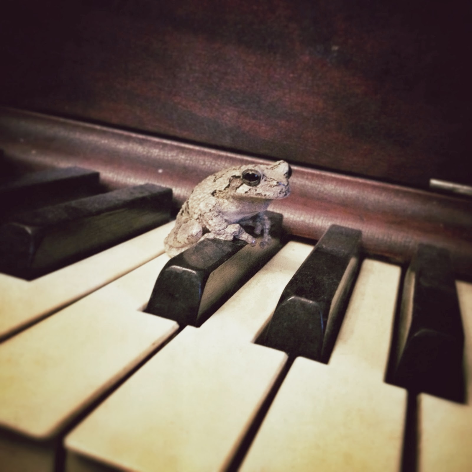 Anxious frog tries playing piano by Dagan al
