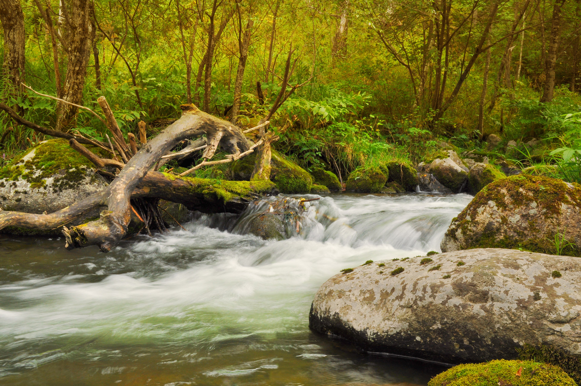 Nature Designs by Nael82207