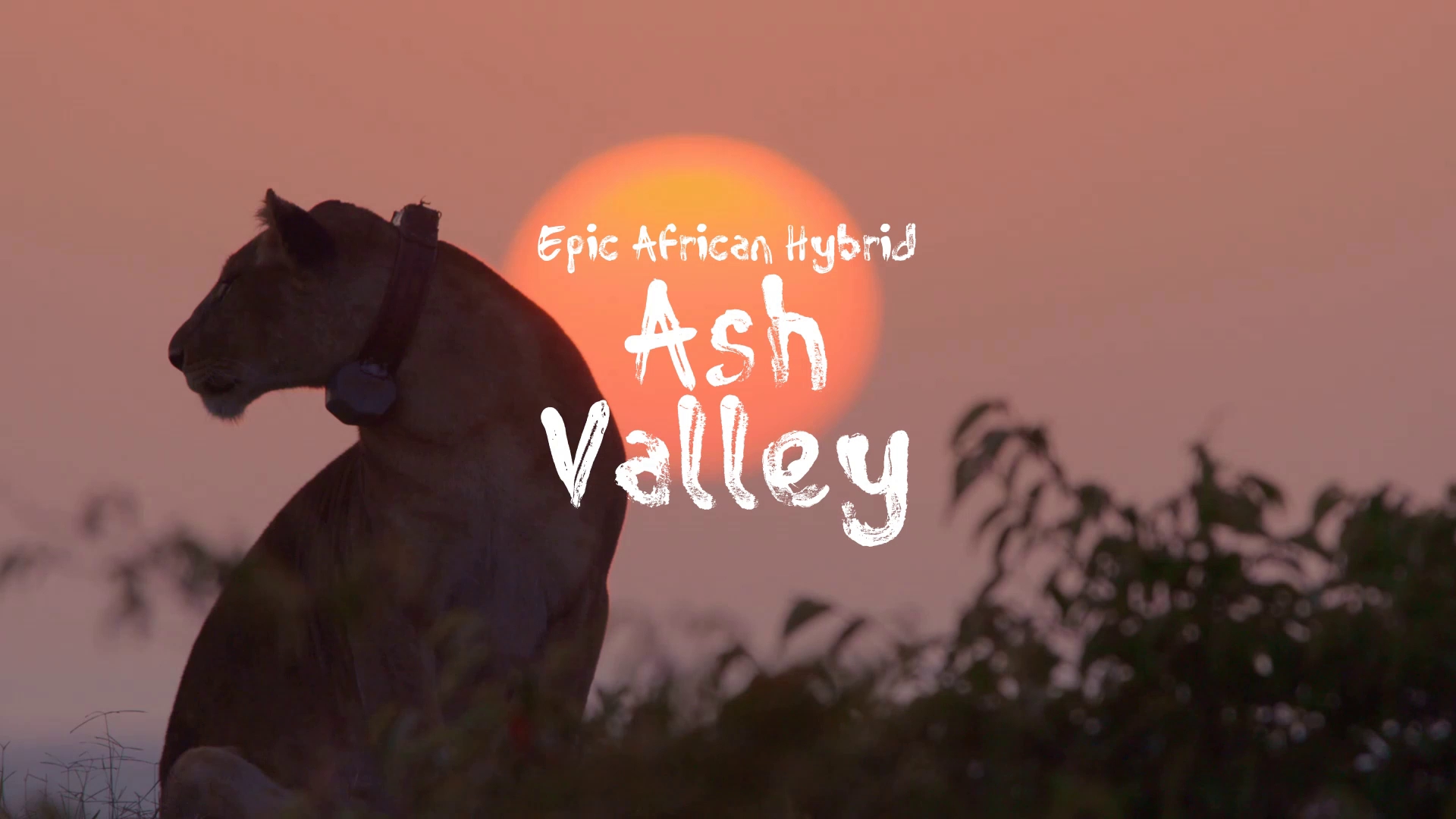 Ash Valley Vol3 / Epic African Hybrid by MOOB