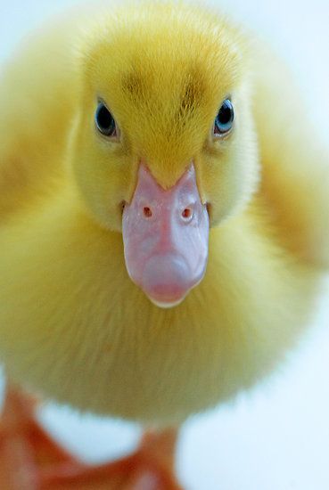 Duck Cluck by Cyrus_GT