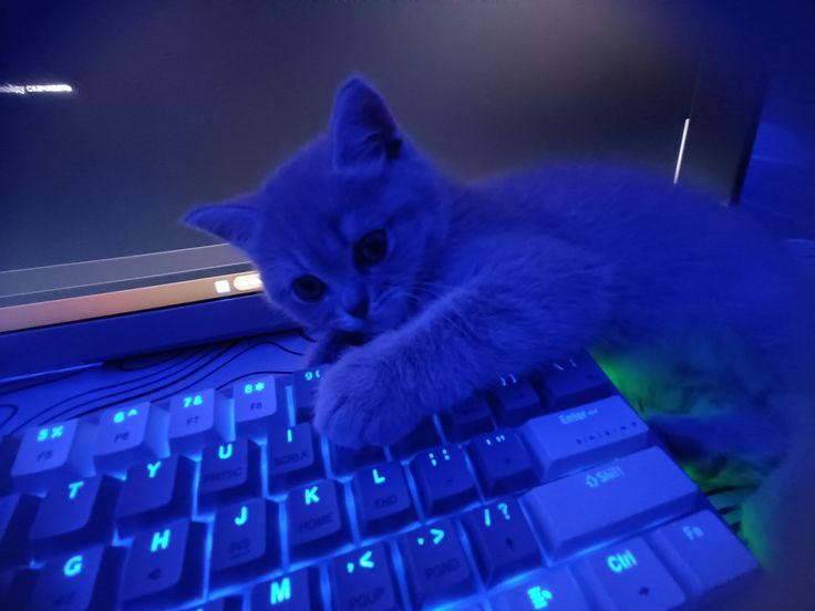 zen tag by Revengeiscool