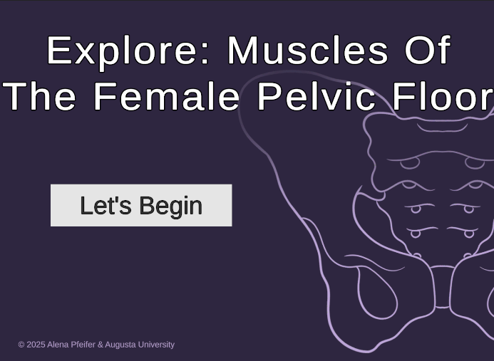 Muscles Of The Female Pelvic Floor By Alena Pfeifer