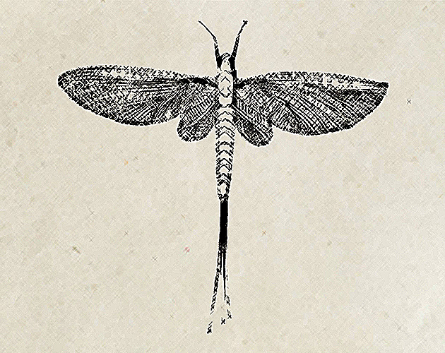 Mayfly: One Day Sky by kasa216