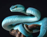 Seems safe to download, but just AI generated. - Oh My Snakes community ...