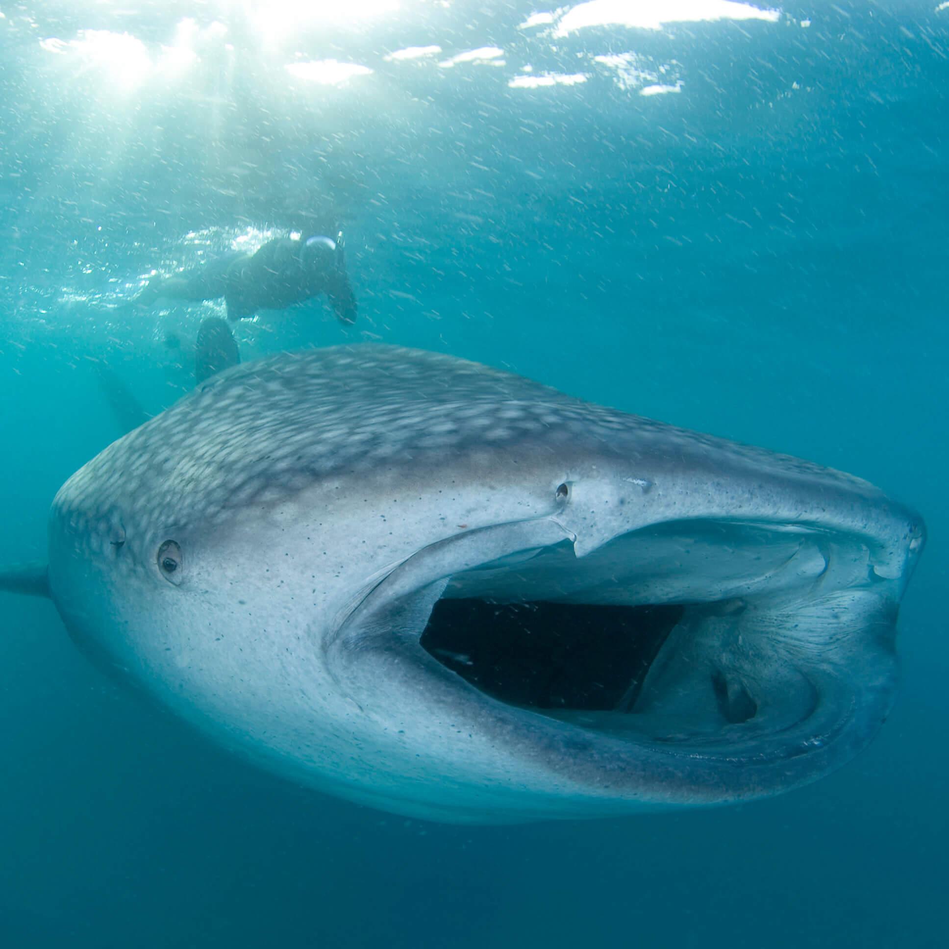 Whale Shark Scavenger Hunt exhibit by zeliraphale