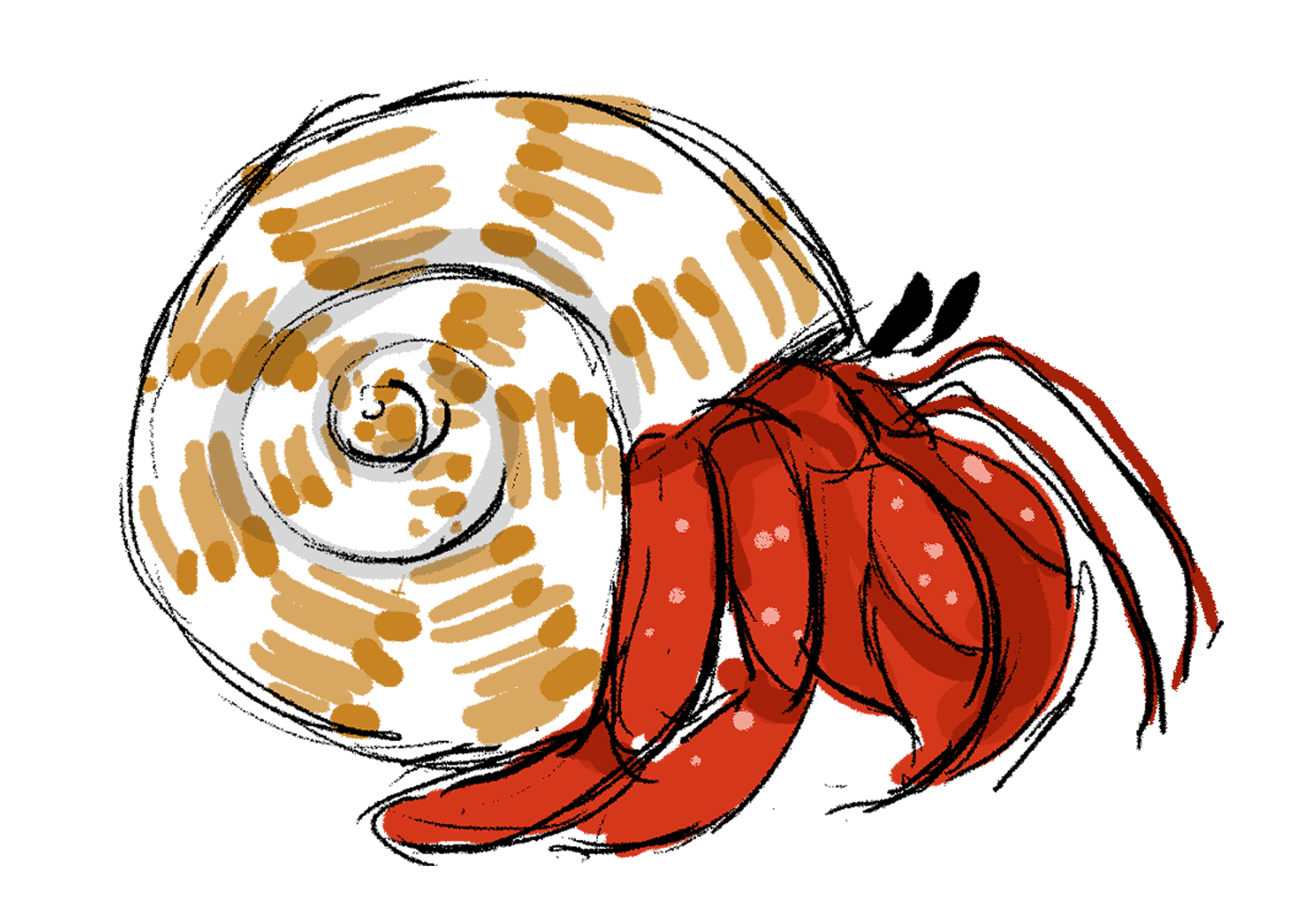 Shell Sweet Shell By Swiimii