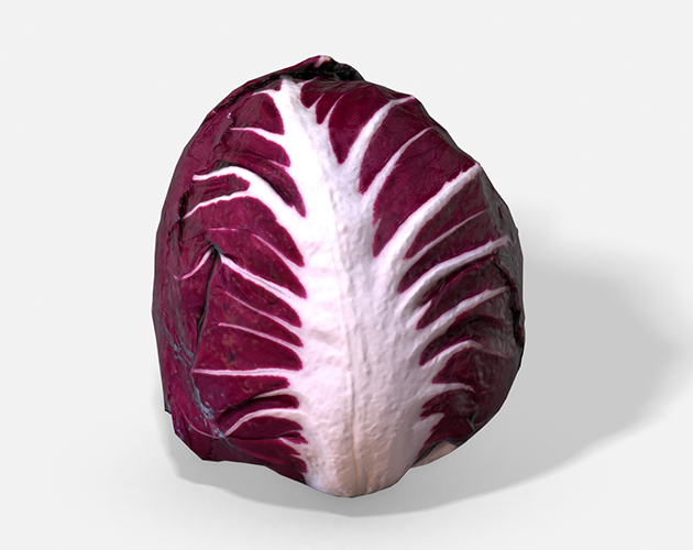 Vegetable Red Chicory - Photoscanned PBR by Tunnel Vision Studio
