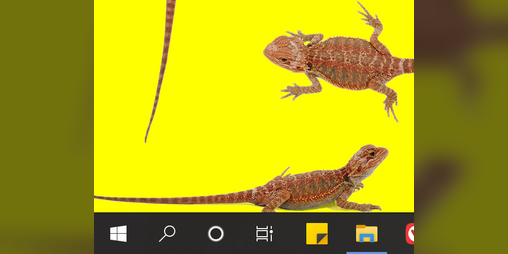 Bearded Dragon Desktop Pet Lizard by Jonathan Vardouniotis