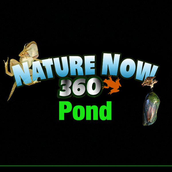 Pond frogs VR by VR Quest