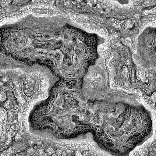 Turing Pattern Generator by Charles Zhang