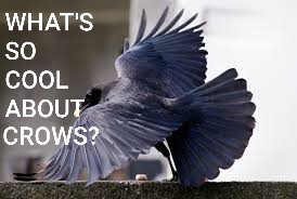 What's So Cool About Crows? by Astag