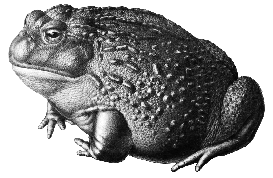 FORG: Freeform Original Roleplaying Game by Roz