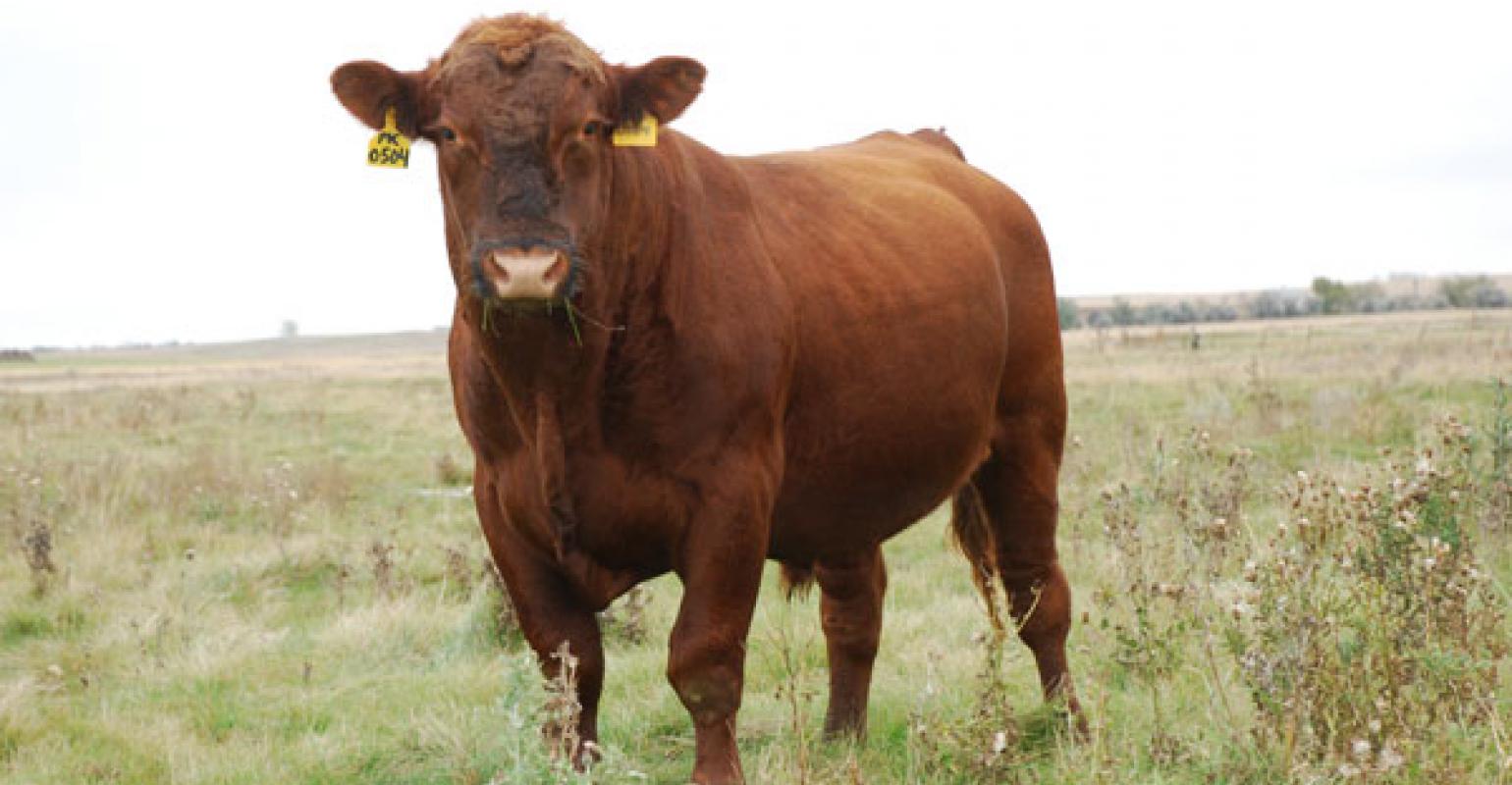 Bulls and Cows by Igor Konyakhin