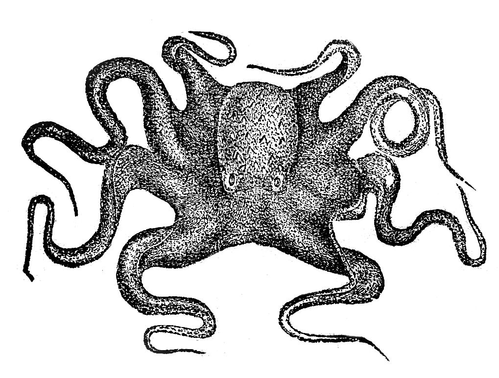 Octopus by brian
