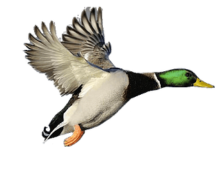 Latest free Platformer games tagged java - itch.io