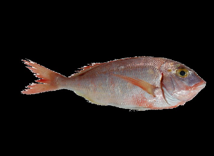 Slap the Fish by The EJ Factor