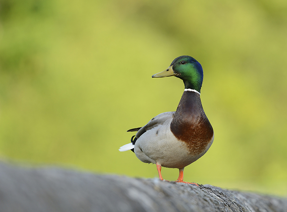 Duck jam 2021 - itch.io